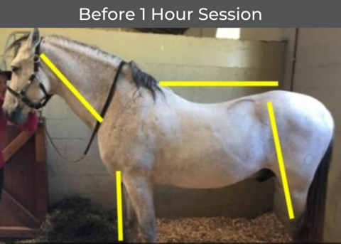Equine Bodywork on Maui | April Love – Holistic Horse Works, LLC