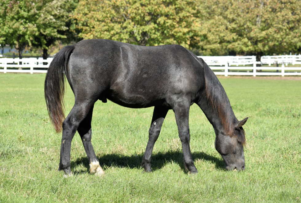 Black Horses That Fade Out in Summer | April Love – Holistic Horse Works, LLC