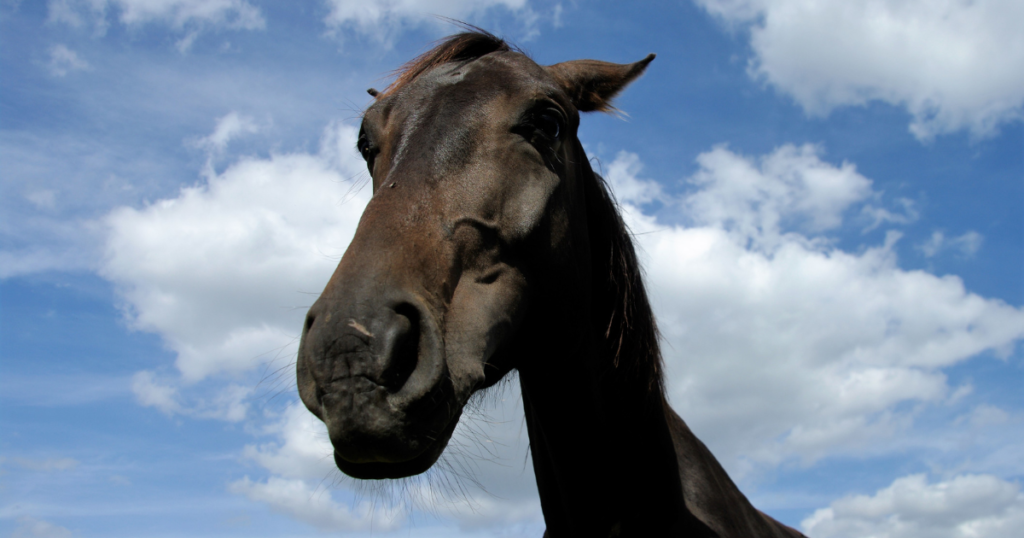 Do you have a "Moody Mare?" - April Love – Holistic Horse Works, LLC
