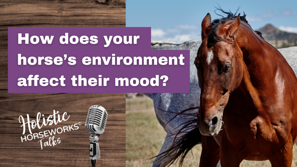 How does your horse’s environment affect their mood? | April Love ...