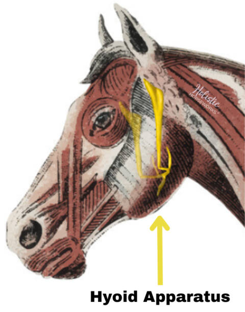 The Hyoid and First Rib Connection | April Love – Holistic Horse Works, LLC