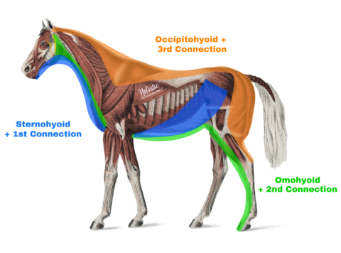 The Hyoid and First Rib Connection | April Love – Holistic Horse Works, LLC
