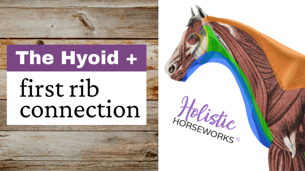 The Hyoid and First Rib Connection | April Love – Holistic Horse Works, LLC