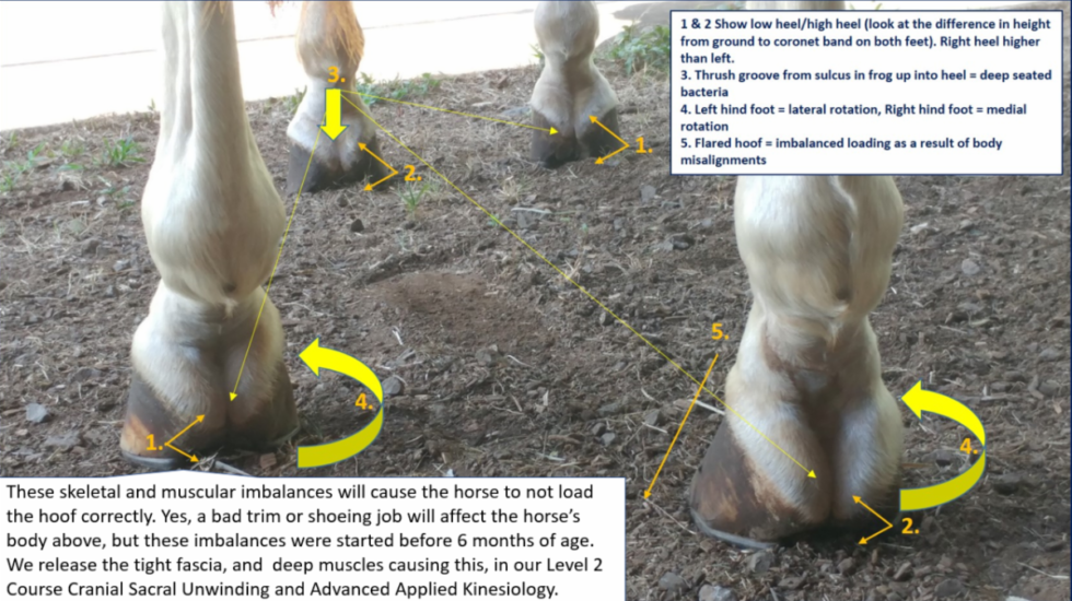 High-Low Hoof Syndrome: Unlock the Underlying Secret to Balanced Hooves ...