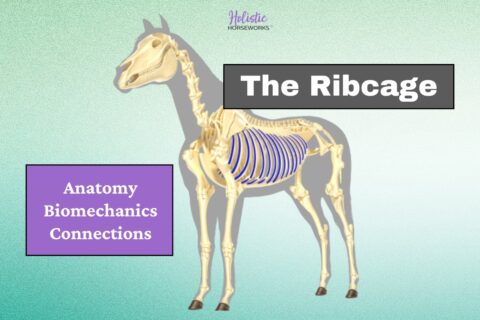 The Equine Ribcage: Anatomy, Biomechanics, and Connections | April Love ...