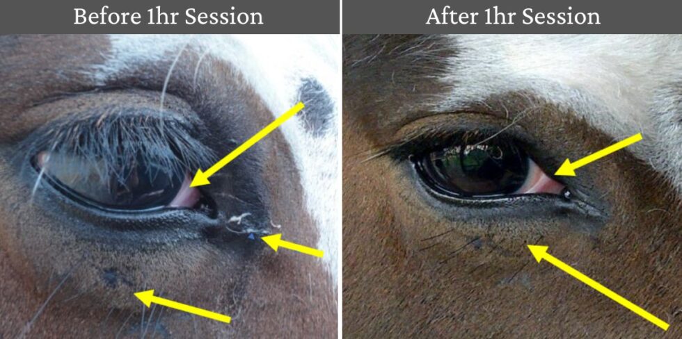 April Love – Holistic Horse Works, LLC | Helping horses and humans ...