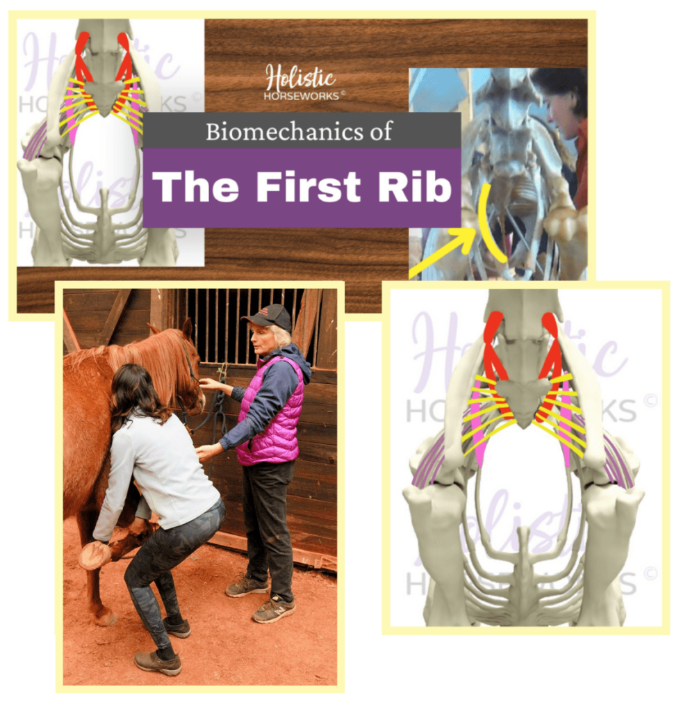 April Love – Holistic Horse Works, LLC | Helping horses and humans ...