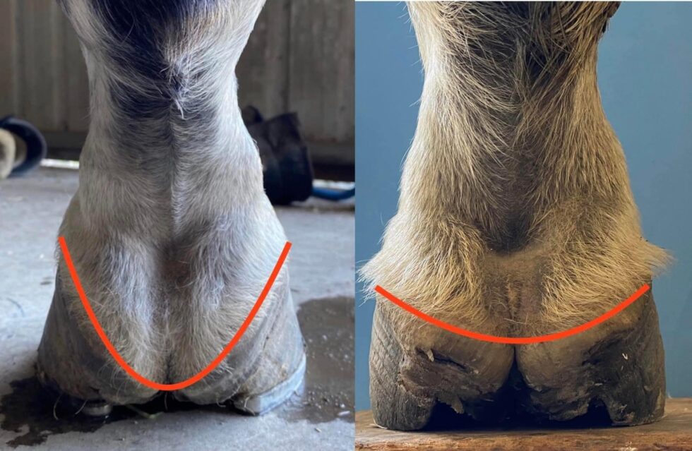 High-Low Hoof Syndrome: Unlock the Underlying Secret to Balanced Hooves ...